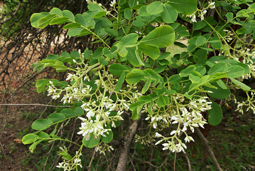 African-blackwood (Dalbergia melanoxylon) - Botanical Realm