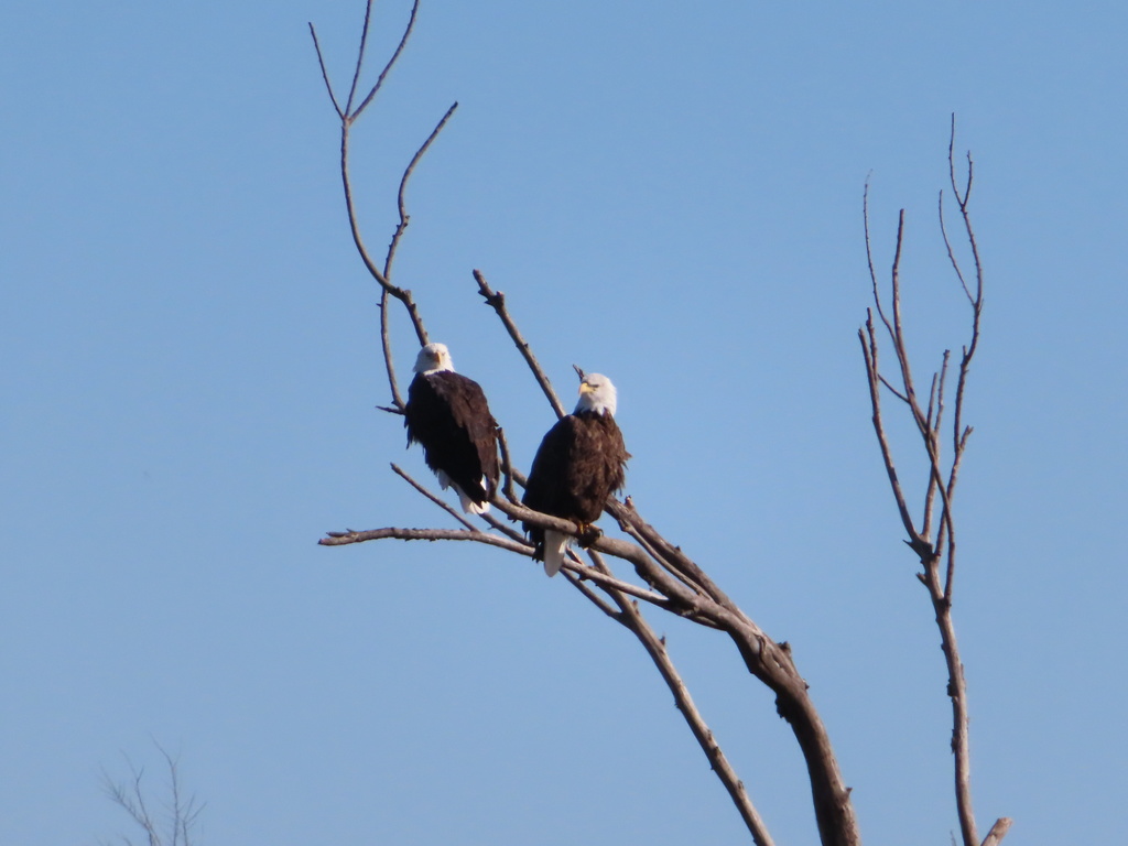Bald Eagle from US-60, Stark City, MO, US on March 25, 2021 at 11:27 PM ...