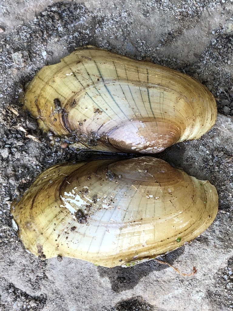 Fatmucket from Park Rd, Yarker, ON, CA on June 02, 2021 at 09:05 AM by ...