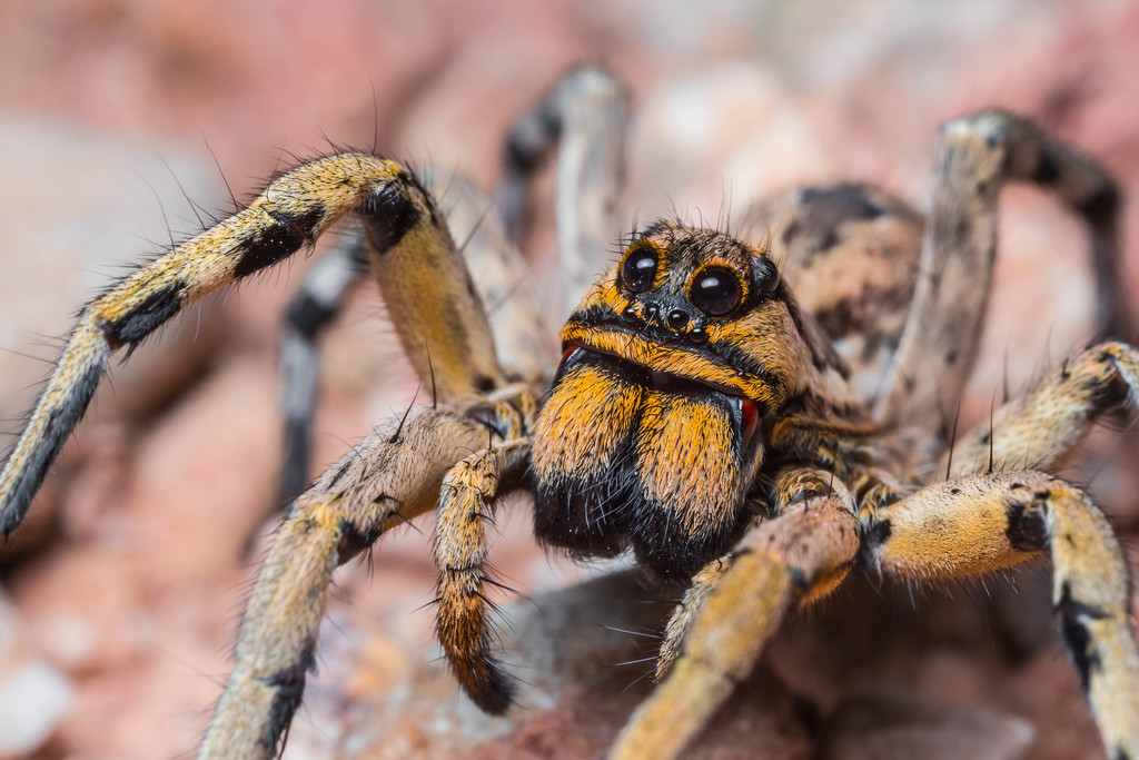 Tarántula Ibérica (Lycosa hispanica) (POKEDEX ESPAÑA) · iNaturalist