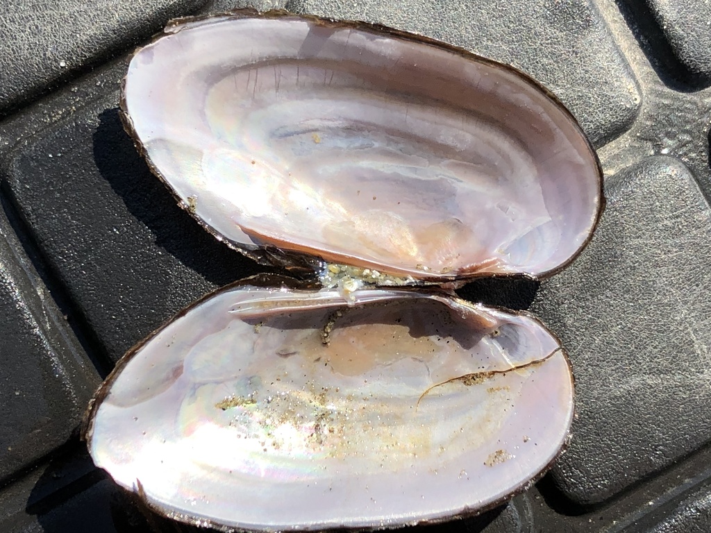 Eastern Elliptio from Park Rd, Yarker, ON, CA on June 2, 2021 at 09:29 ...