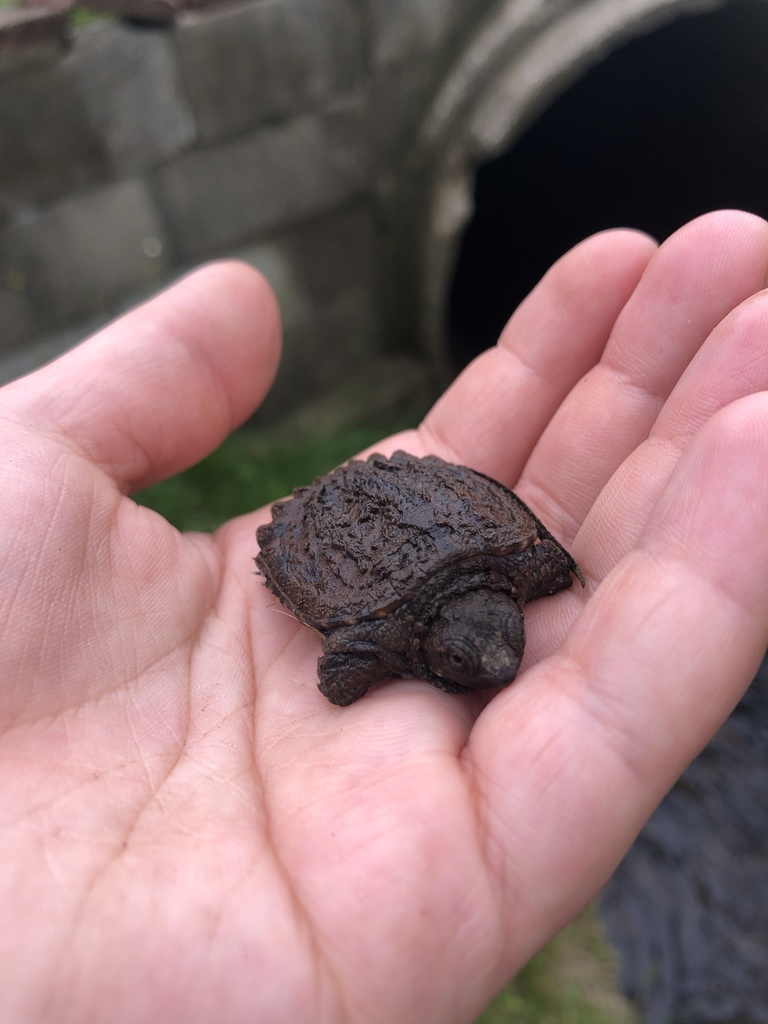 Common Snapping Turtle from S Fulton St, Princeton, WI, US on May 19 ...