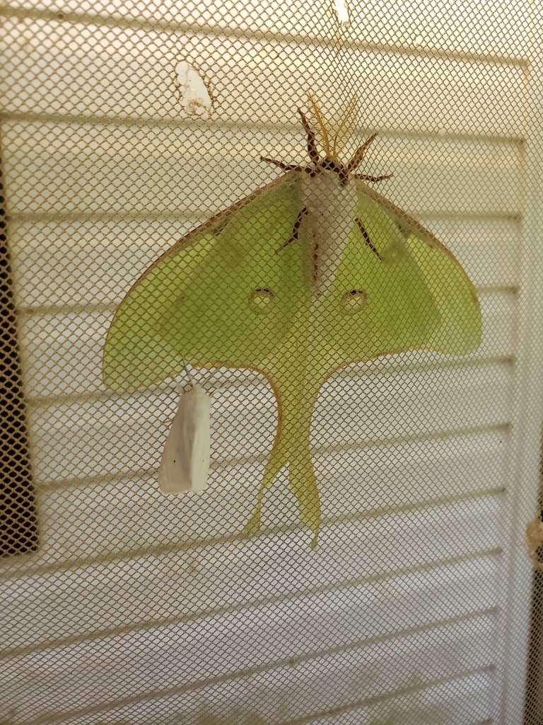 North American Luna Moth from Hampden Sydney, VA 23901, USA on May 31 ...