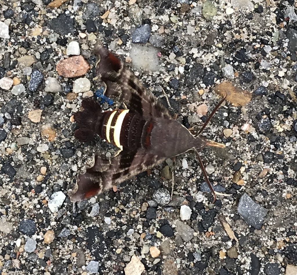 Nessus Sphinx from The Adirondack Park, Silver Bay, NY, US on June 01 ...