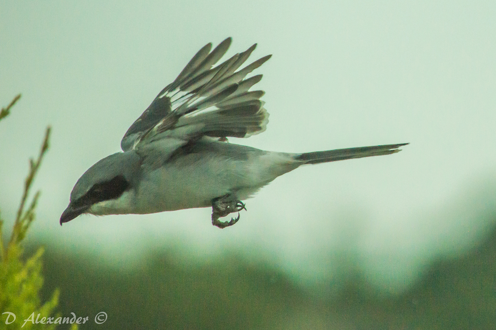 Loggerhead Shrike (Birds of Rosewood Nature Study Area) · iNaturalist
