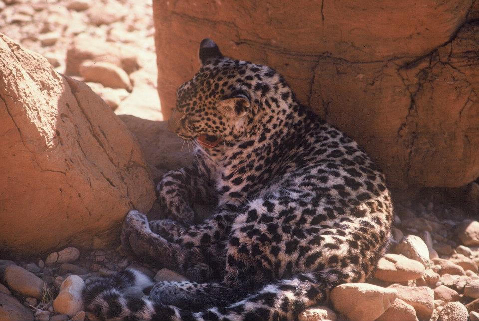 Arabian Leopard (Panthera pardus nimr) - Know Your Mammals