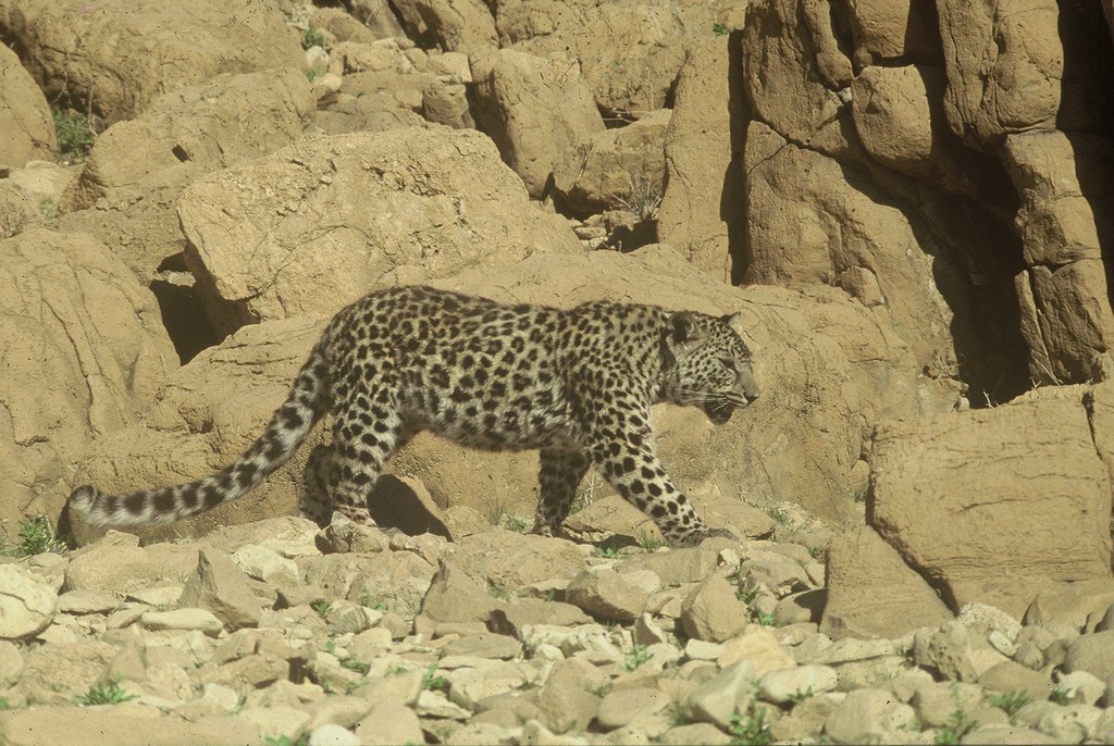 Arabian Leopard (Panthera pardus nimr) - Know Your Mammals