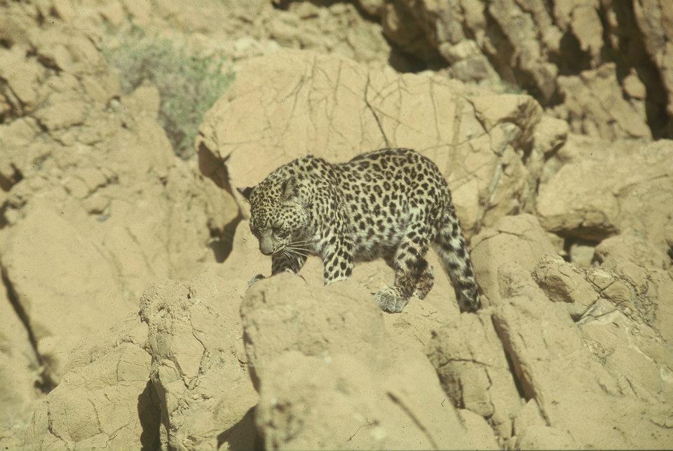 Arabian Leopard (Panthera pardus nimr) - Know Your Mammals