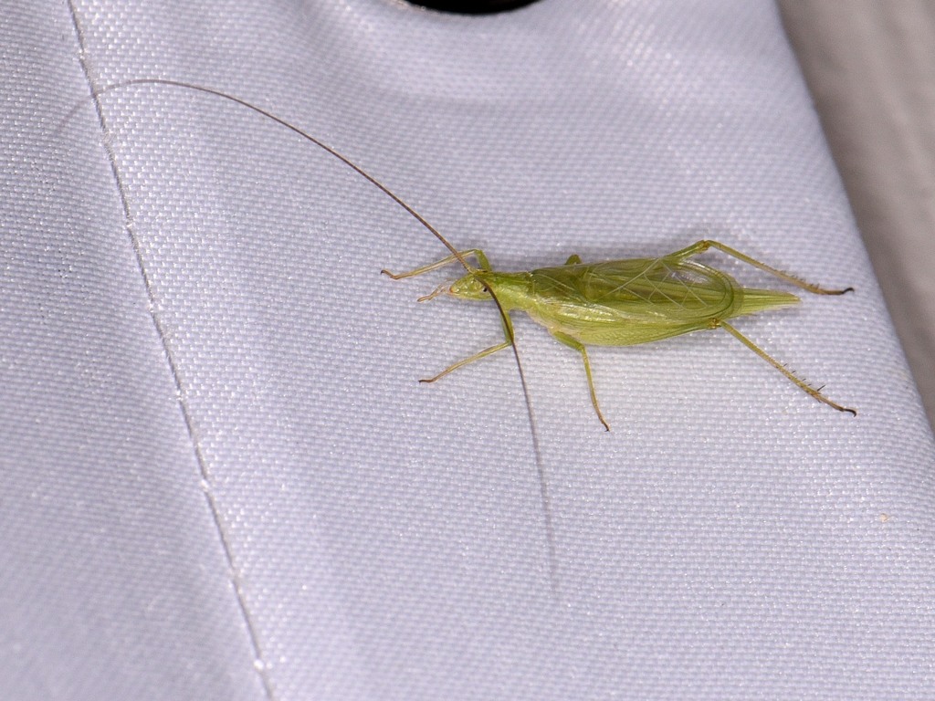 Common Tree Crickets from Williamson County, TX, USA on June 01, 2021 ...