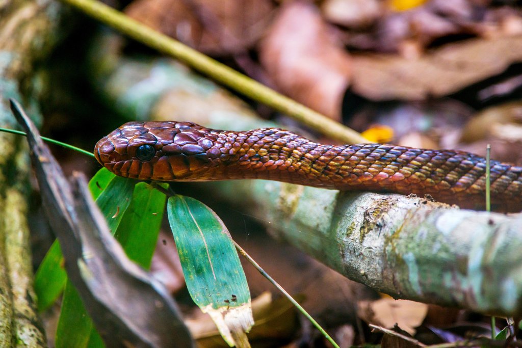 Amazon Puffing Snake from Linhares, ES, Brasil on September 19, 2015 by ...