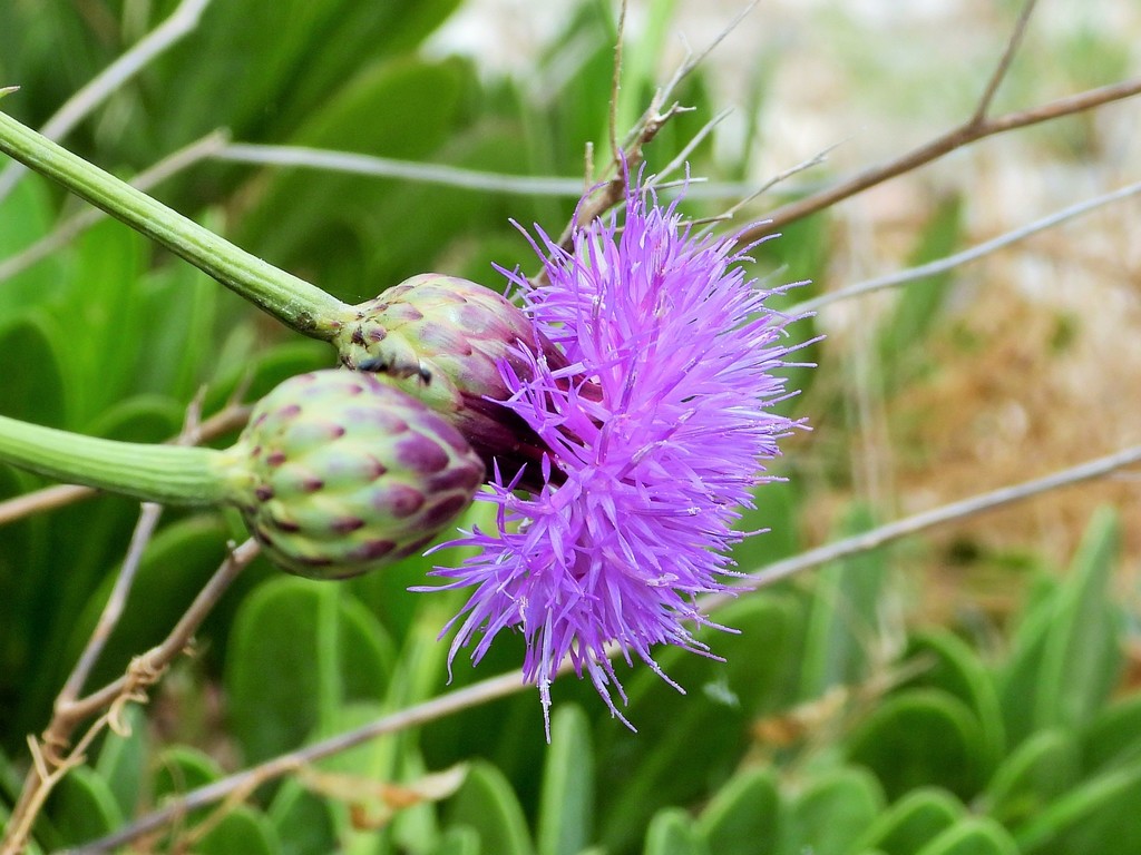 Maltese rock-centaury in June 2021 by amantedarmanin. It is the ...