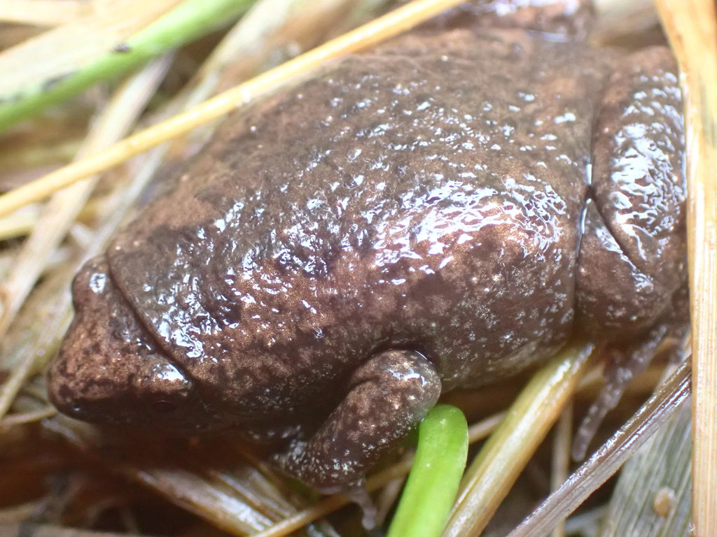 Eastern Narrow-mouthed Toad from McDonald County, MO, USA (Mike's Creek ...