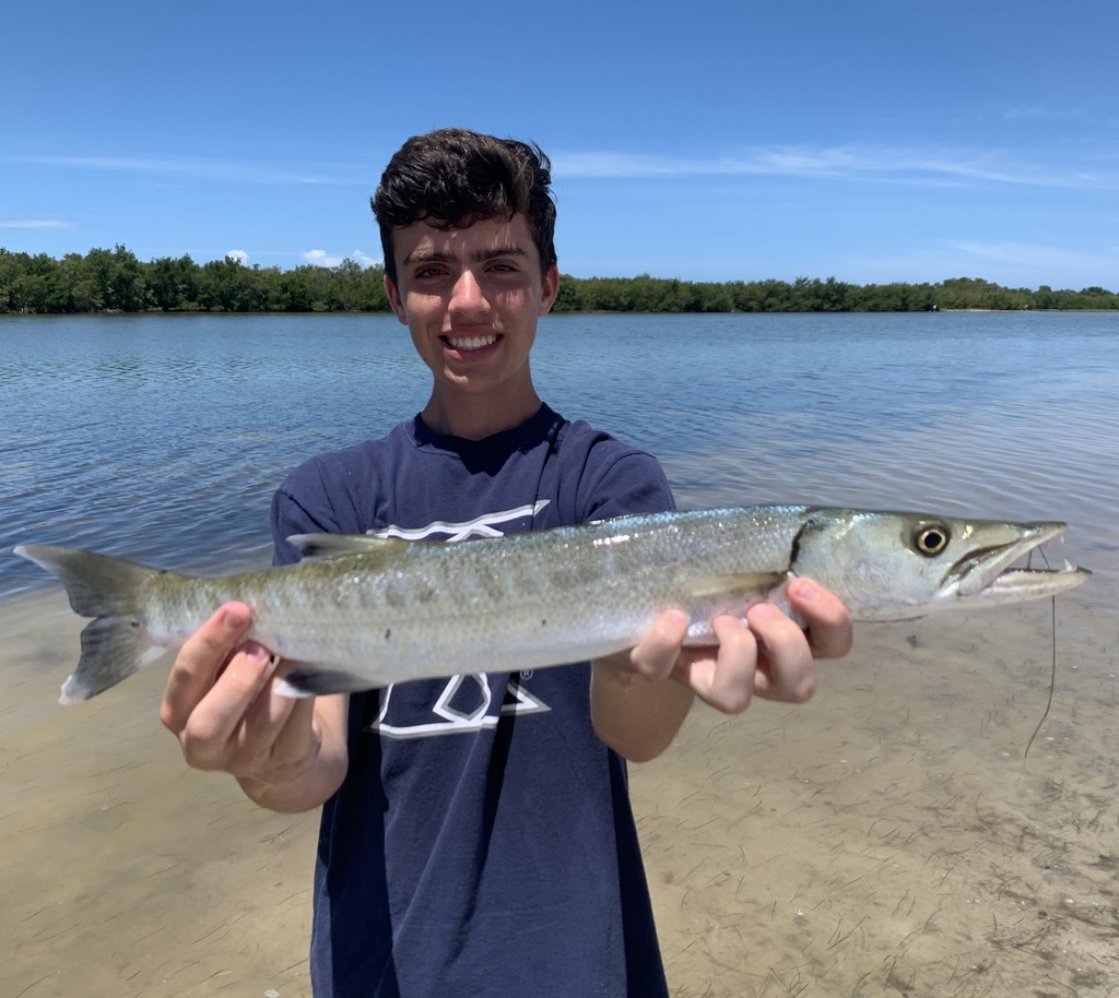 Great Barracuda from North Atlantic Ocean, Marco Island, FL, US on June ...