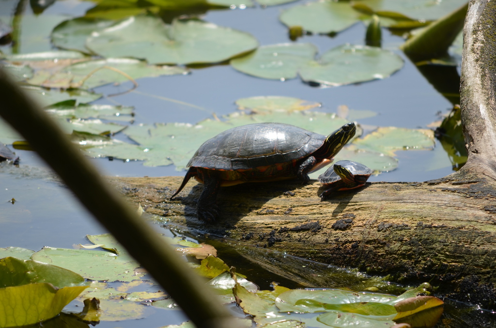 Painted Turtle from Lambert Lake, Glen Ellyn, IL 60189, USA on June 02 ...