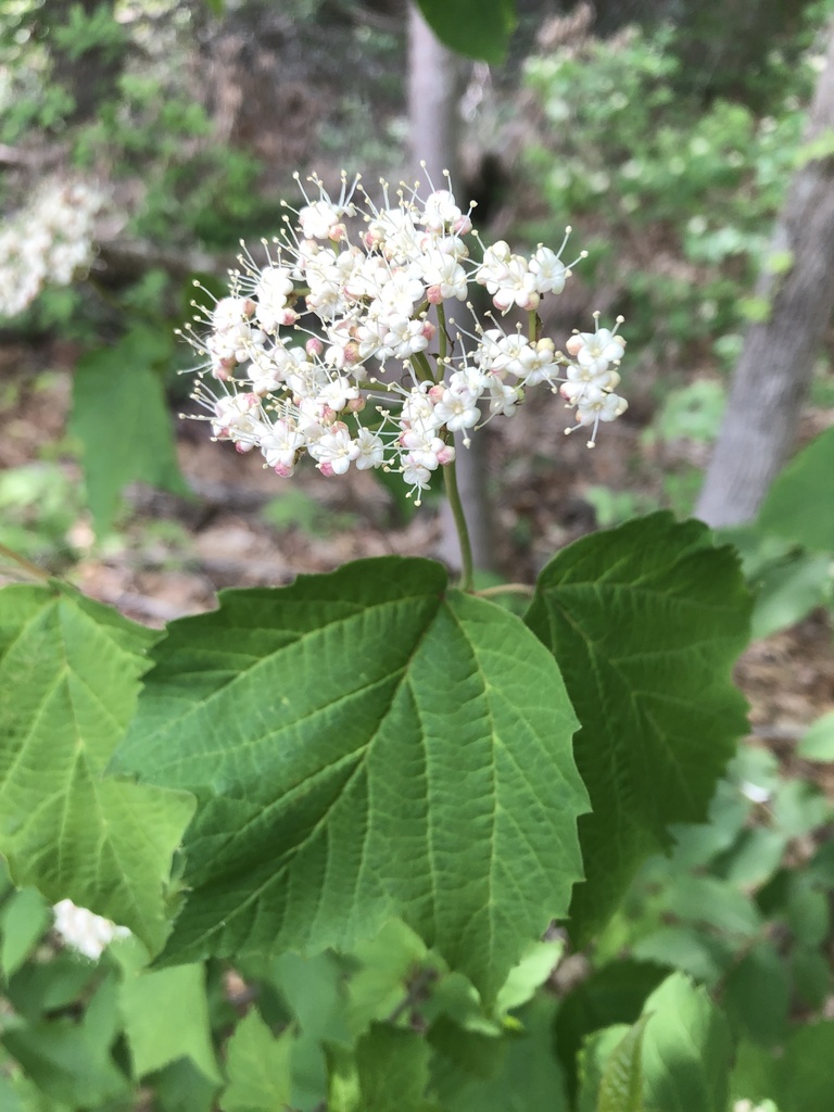 mapleleaf viburnum from Codman Rd, Lincoln, MA, US on June 02, 2021 at ...
