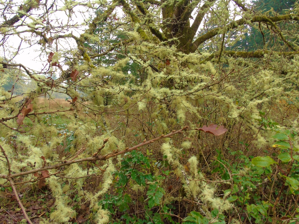 Mouse-tail Moss from Grays Harbor County, US-WA, US on November 08 ...