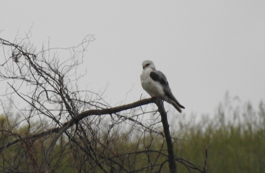 White-tailed Kite from Harrison County, OH, USA on June 02, 2021 at 07: ...