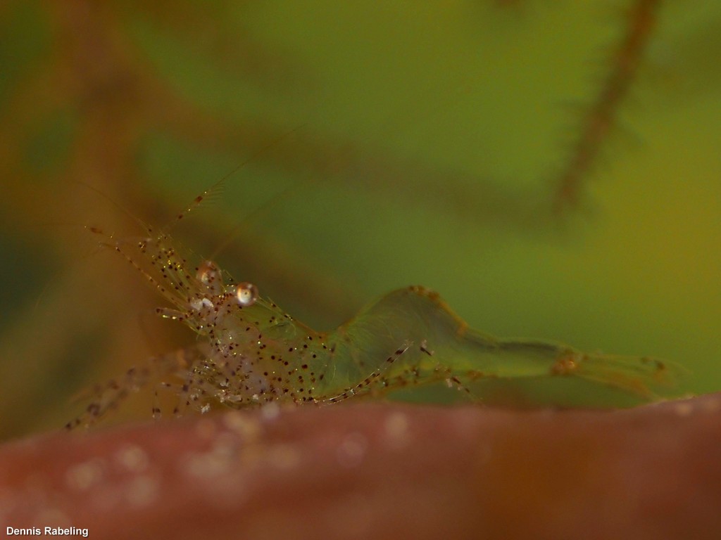 Crystal Prawn from Las Palmas, ES-CN, ES on November 23, 2020 at 02:26 ...