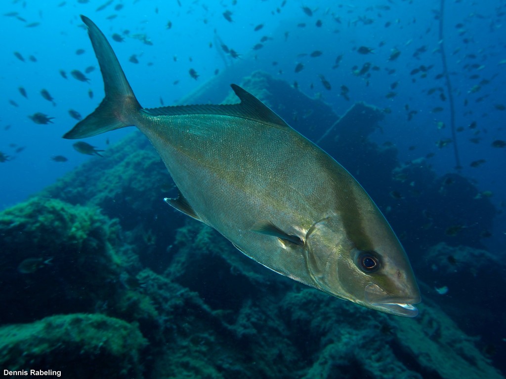 Almaco Jack (Mississippi Saltwater Fish species ( Extended )) · iNaturalist