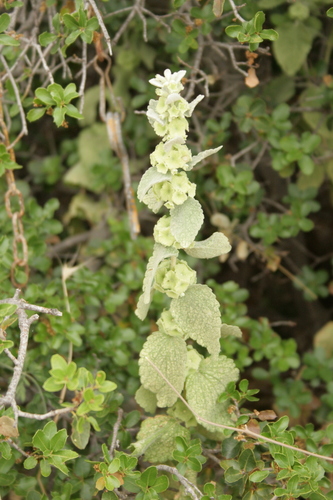 False Dittany (Pseudodictamnus acetabulosus) · iNaturalist