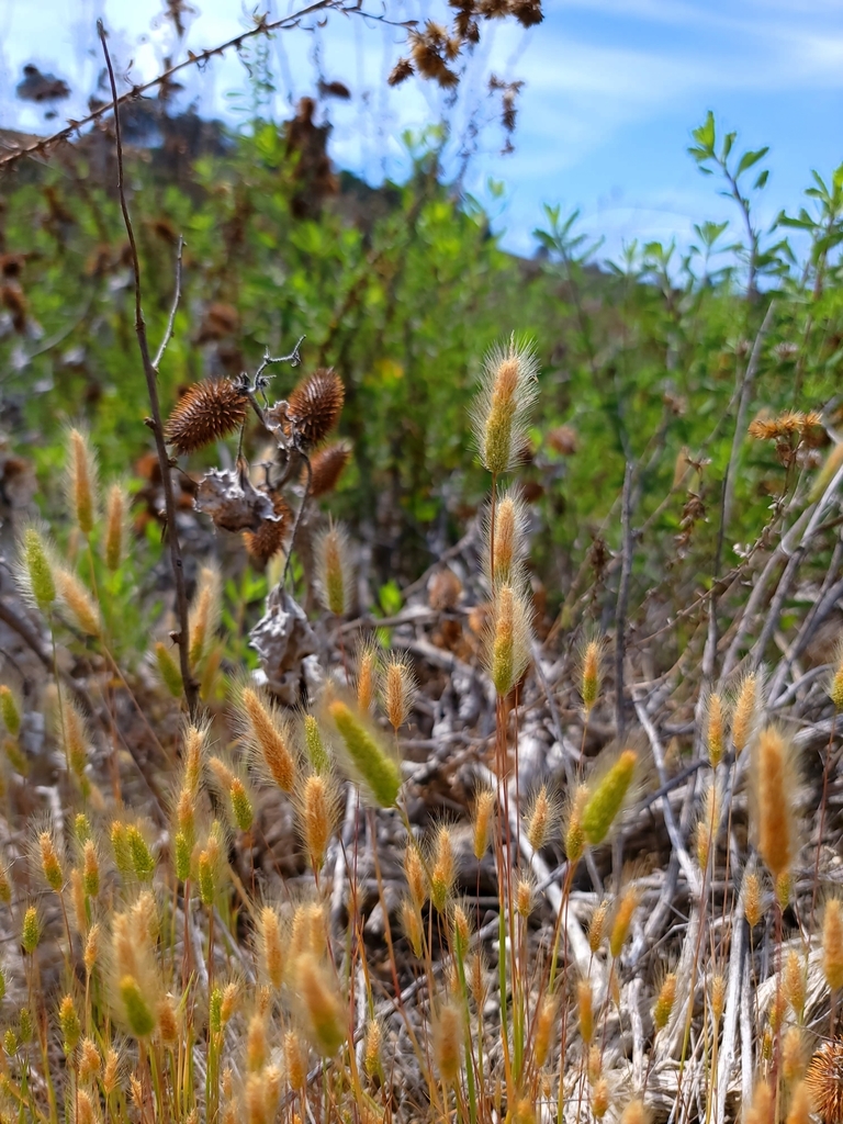 rabbitfoot grass from Clairemont Mesa West, San Diego, CA, USA on June ...
