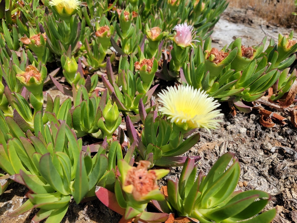 sea fig from Clairemont Mesa West, San Diego, CA, USA on June 2, 2021 ...