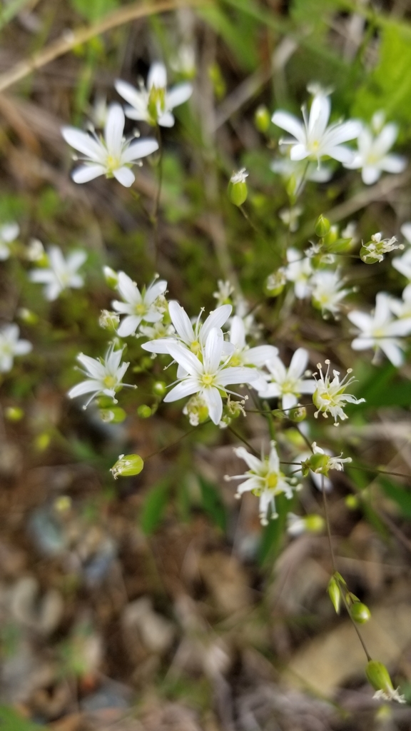 rock sandwort from West Nottingham Township, PA, USA on June 2, 2021 at ...