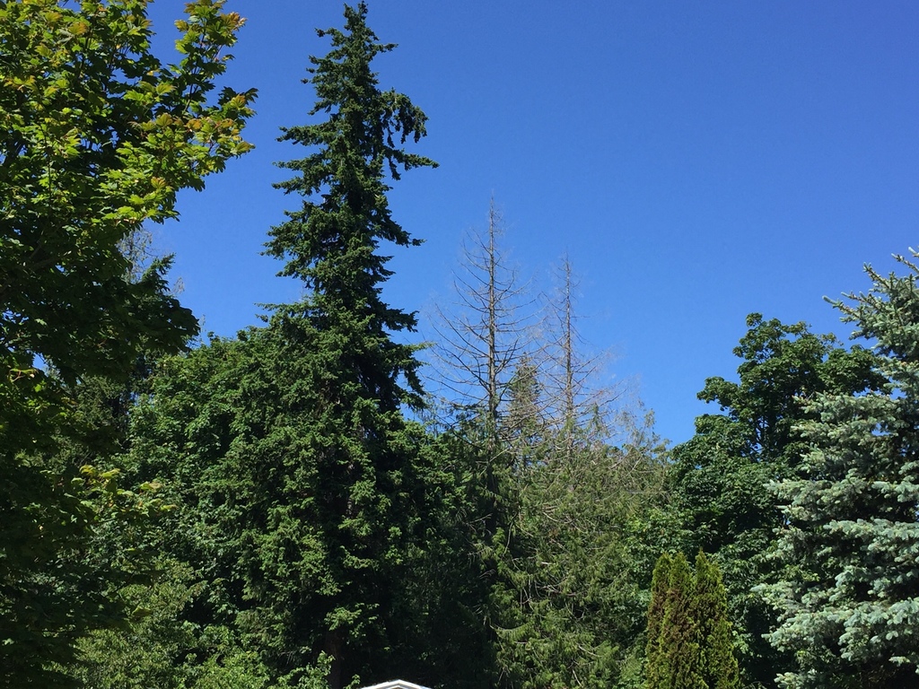 conifers from Kitsap County, US-WA, US on June 02, 2021 at 02:41 PM by ...