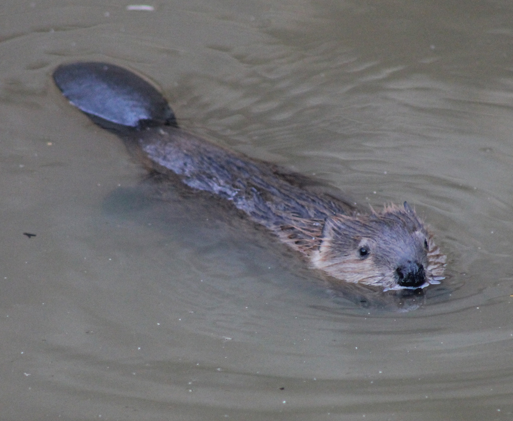 American Beaver (Castor canadensis) - Know Your Mammals