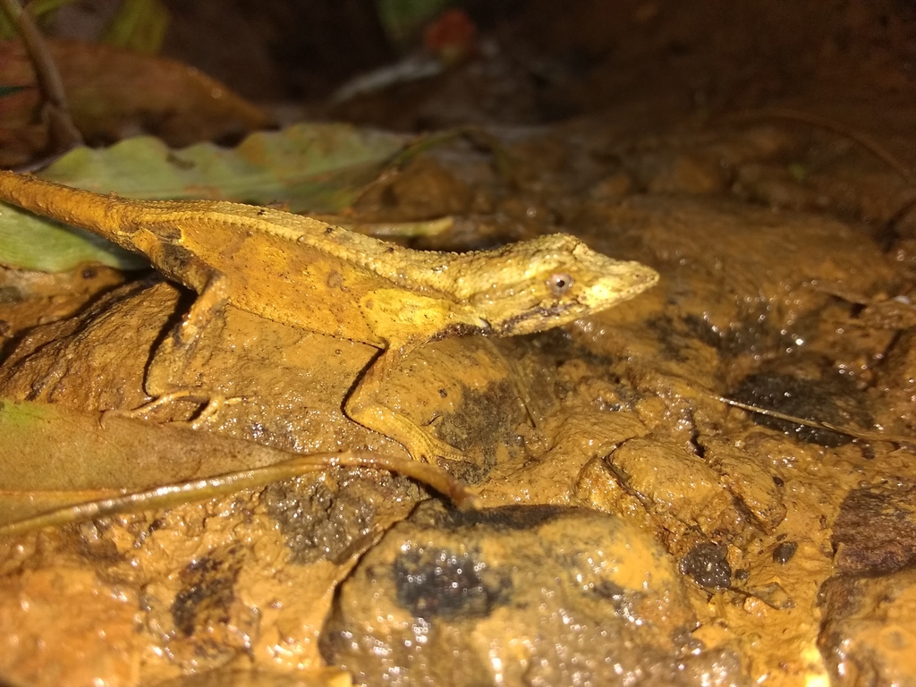 Hispaniolan hopping anole in June 2021 by Martin Reith · iNaturalist ...