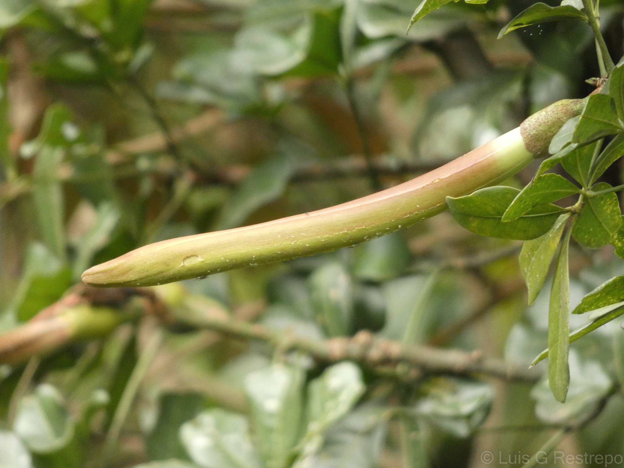 Pachira speciosa Triana & Planch.