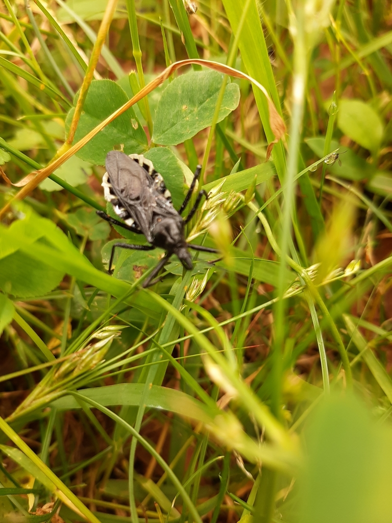 Japanese Assassin Bug from Yasu on June 03, 2021 at 08:00 AM by spicer ...