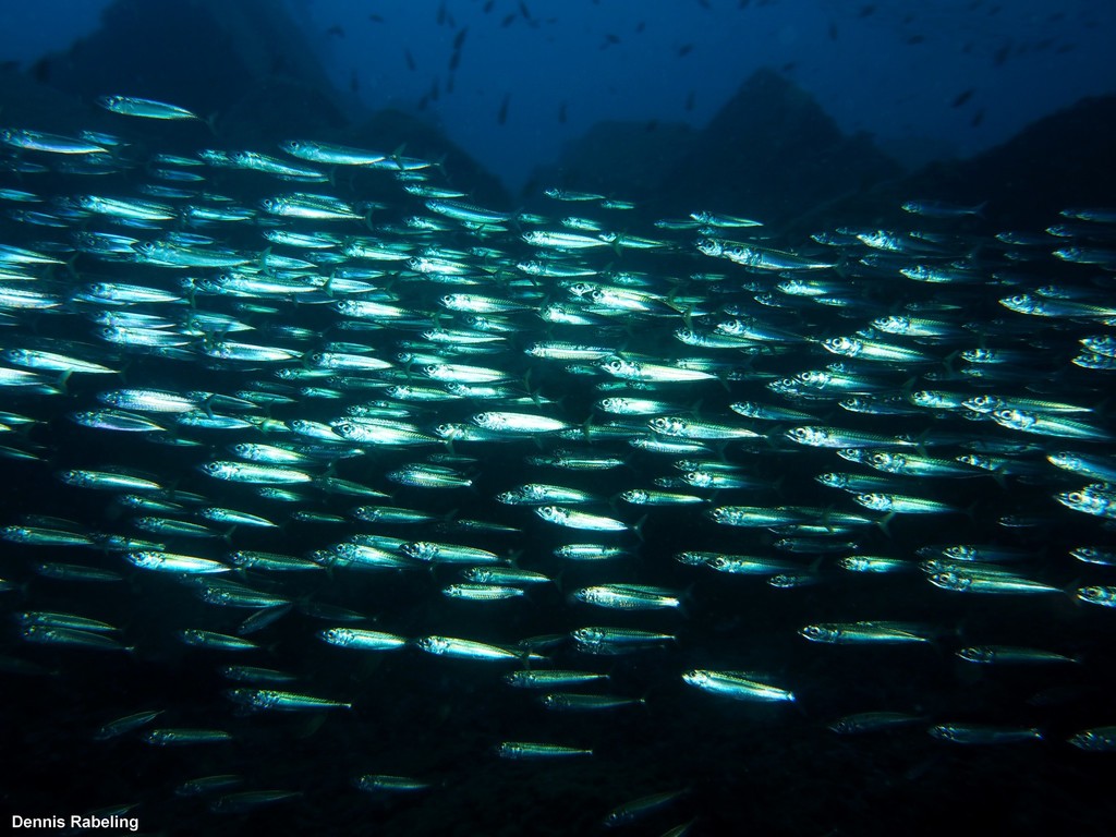 Atlantic Chub Mackerel (Scomber colias) - Marine Life Identification