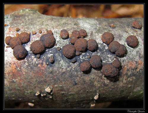 Beech Woodwart (Hypoxylon fragiforme)