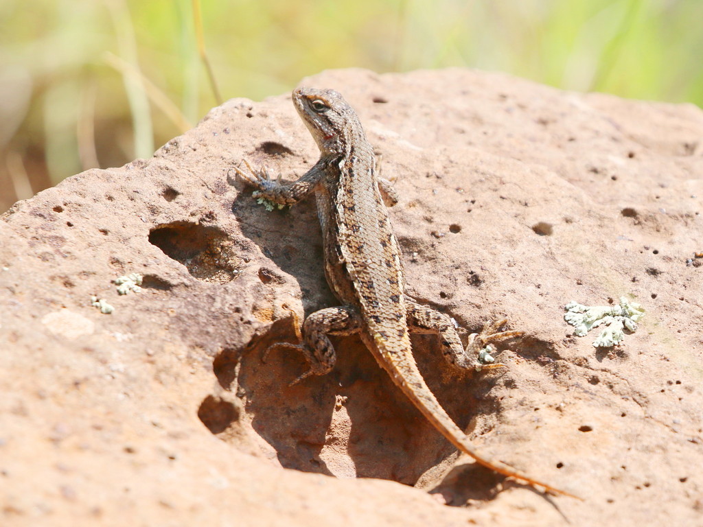 Southwestern Fence Lizard from Pima County, AZ, USA on August 26, 2020 ...