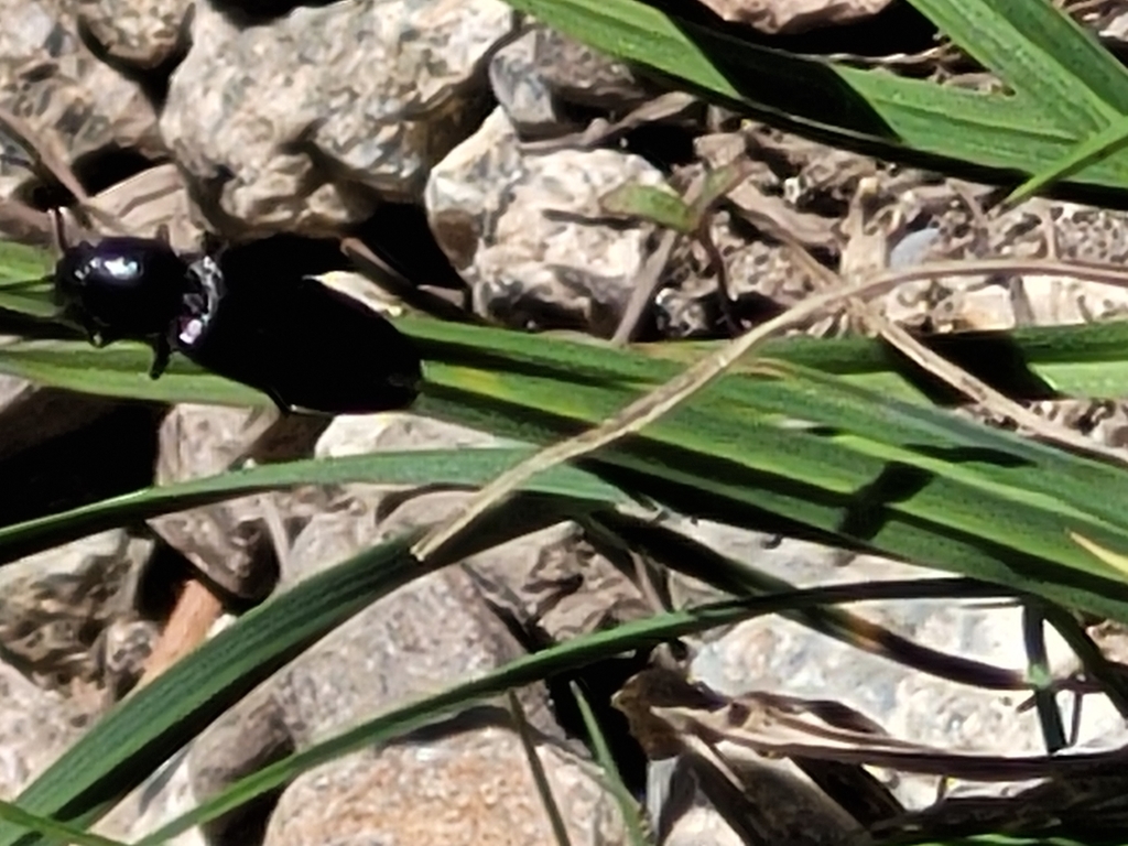 Beetles from Yosemite National Park, Tuolumne County, US-CA, US on June ...