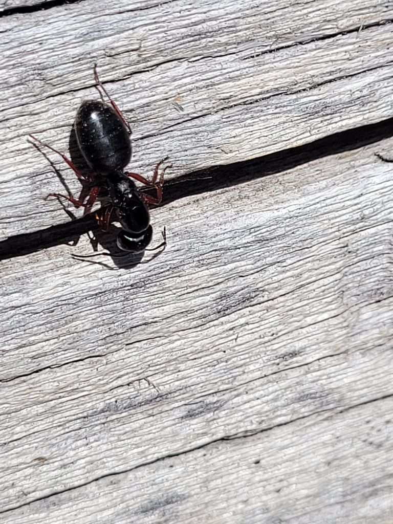 Western Carpenter Ant from Yosemite National Park, Tuolumne County, US ...