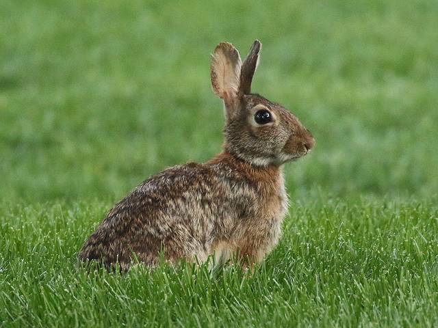 Eastern Cottontail in May 2021 by privatenoaccess · iNaturalist