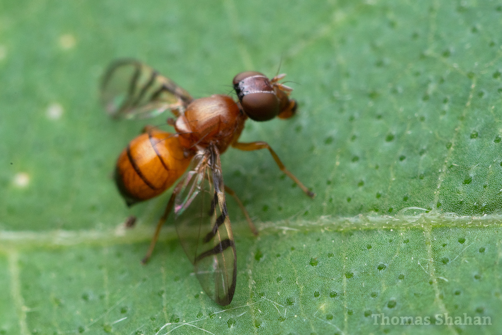 Rivellia in June 2021 by Thomas Shahan · iNaturalist