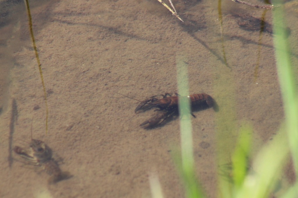 Rusty Crayfish from Beveridge Locks, ON K7H 3C7, Canada on June 02 ...