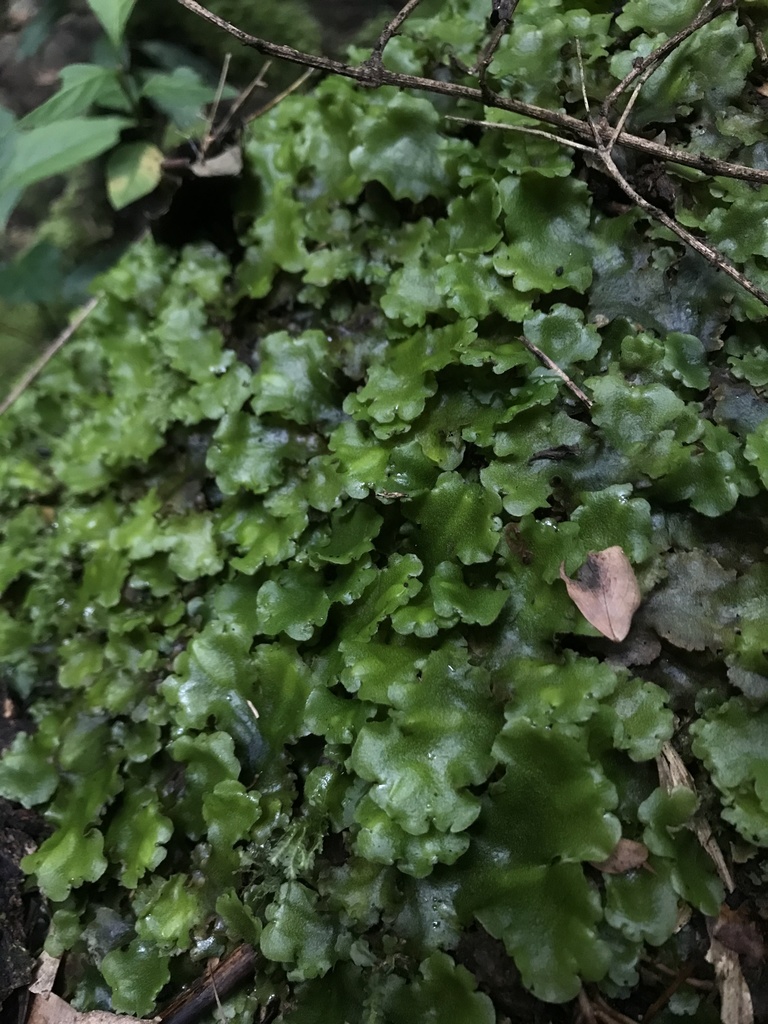 Monoclea gottschei from Facatativá, Cundinamarca, CO on June 2, 2021 at ...