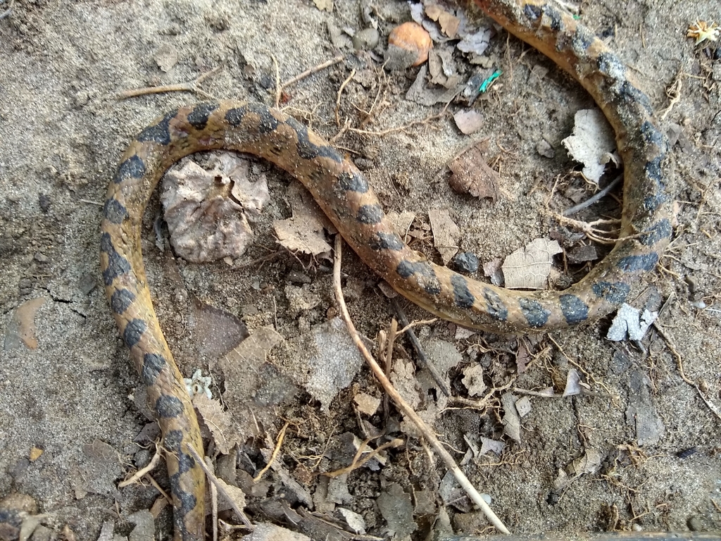 Ornate Cat-eyed Snake from La Victoria, Villavieja, Huila, Colombia on ...