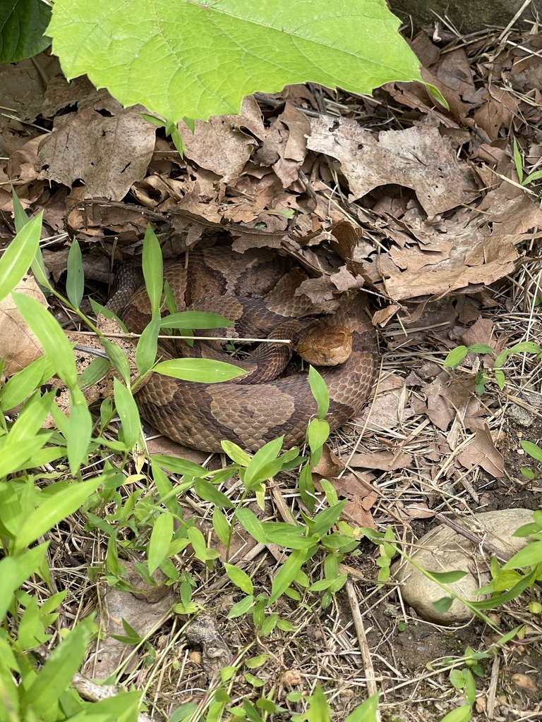 Eastern Copperhead from North East Rd, North East, MD, US on June 02 ...