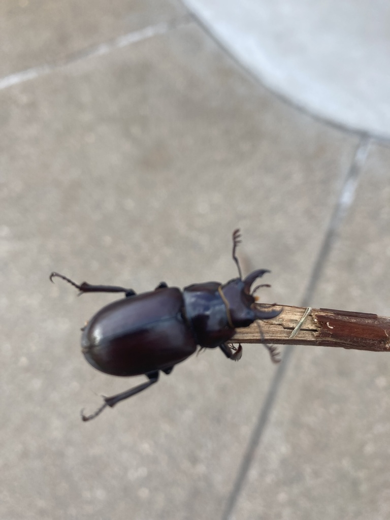 Smooth Stag Beetle from Mowery Ave SW, Howard Lake, MN, US on June 02 ...