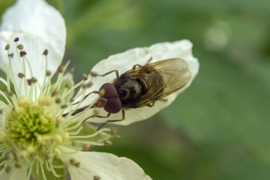 American Snout Fly from Baltimore Woods Nature Center, Onondaga County ...