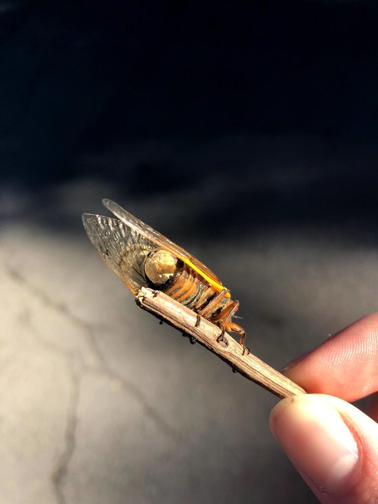 Massospora cicadina from Princeton, NJ, USA on May 31, 2021 at 05:42 PM ...