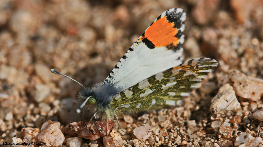 Desert Orangetip (Butterflies of Rosewood Nature Study Area) · iNaturalist