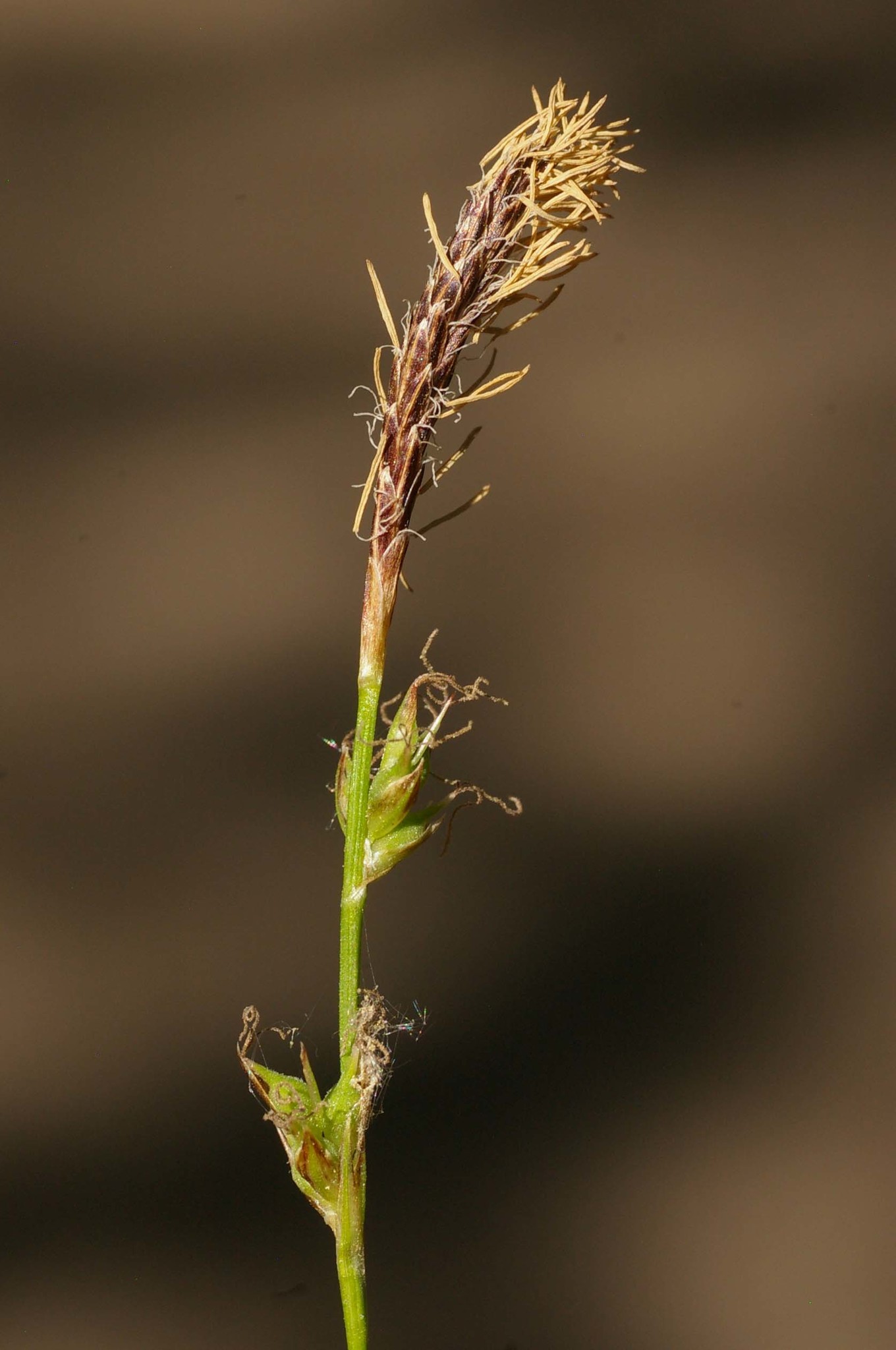 Carex lucorum Willd.