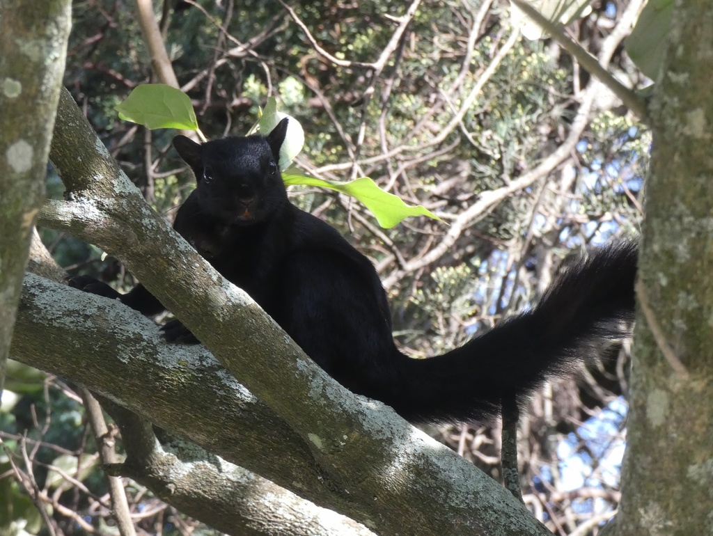 Variegated Squirrel from Boquete, Panama on June 2, 2021 at 06:00 PM by ...