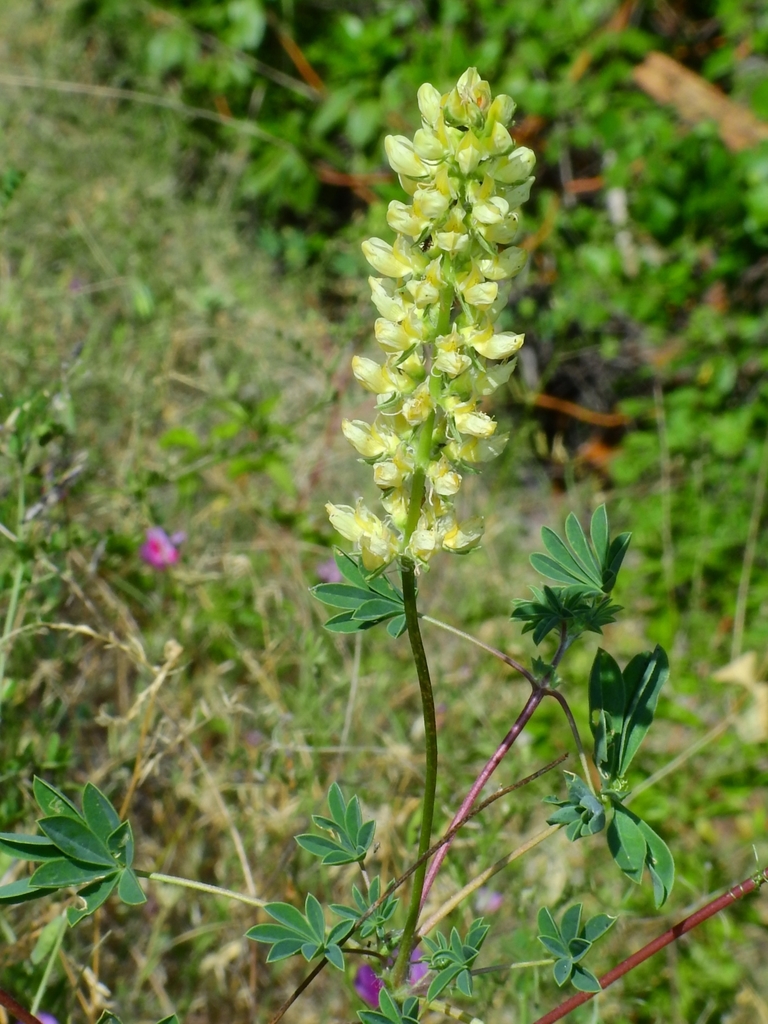 Milo Baker's lupine (Lupinus milo-bakeri) - Botanical Realm